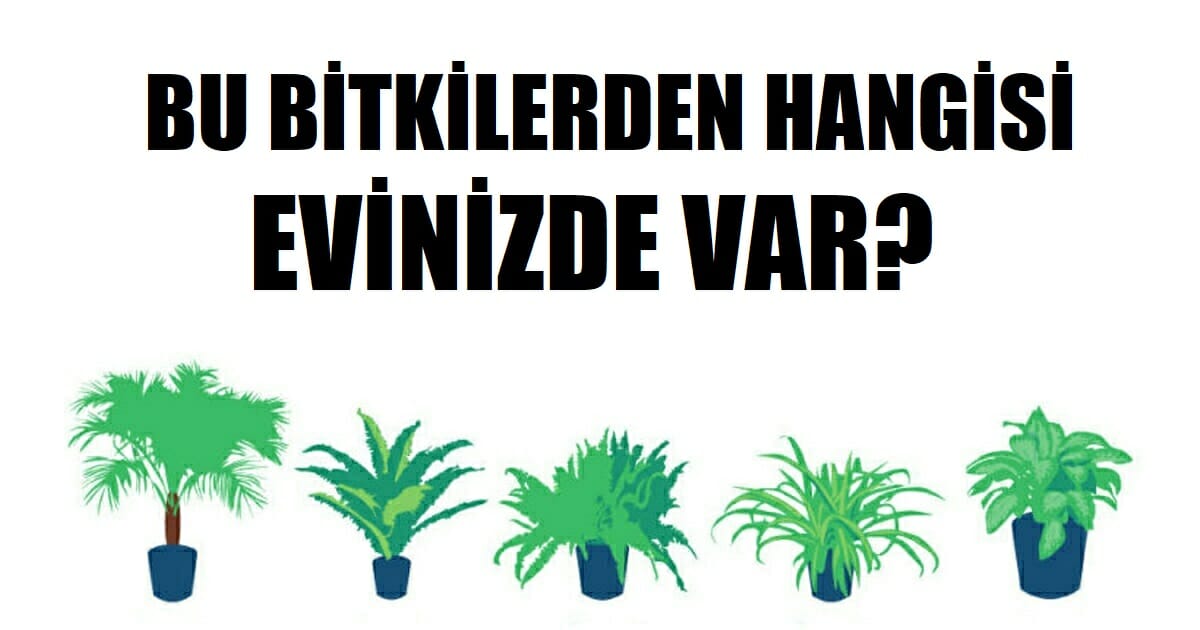 Bu 17 Bitki Evinizin Havasını Temizliyor Ve Kimyasallardan Arındırıyor ...