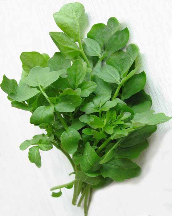 En Faydalı Sebze Seçildi – Bitkilog