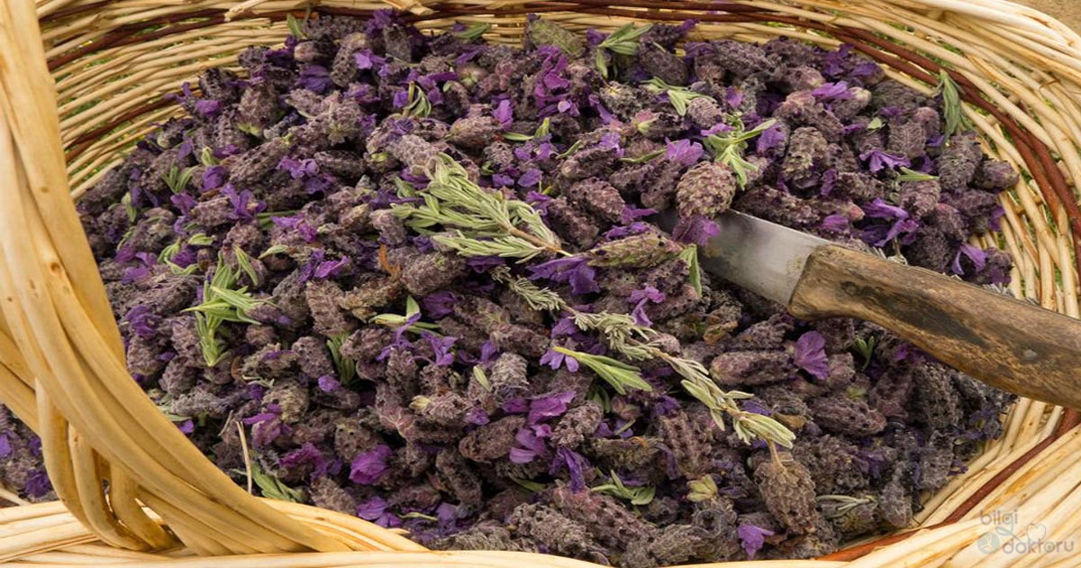 Herbalistlerin 1 Numaralı Bitkisi Karabaş Otu – Bitkilog